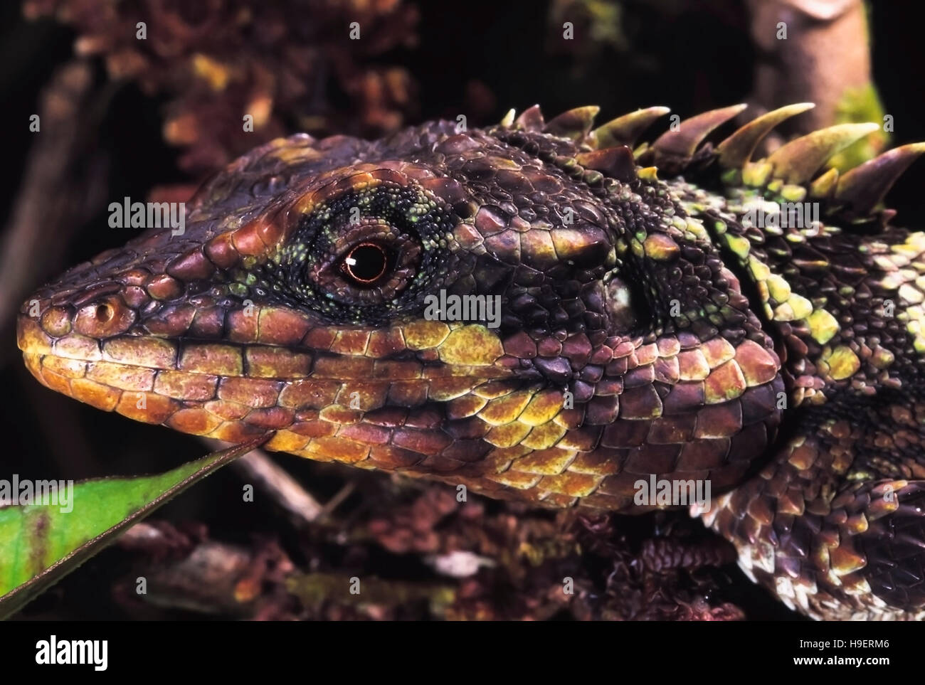 Lizard. Arunachal Pradesh, India Stock Photo - Alamy