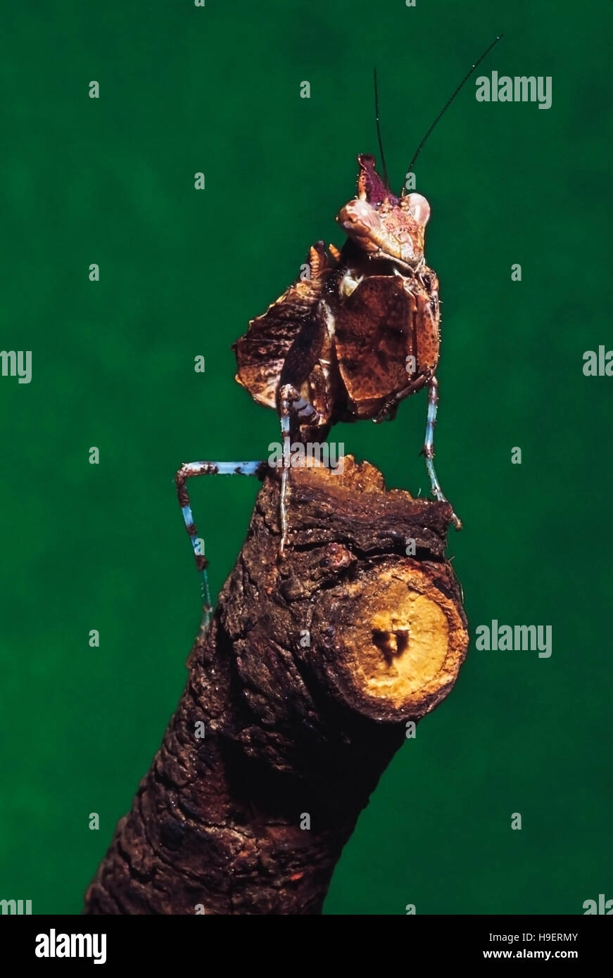 Green and Black Mantis nymph. Raptorial leg folded. Pune, Maharashtra ...