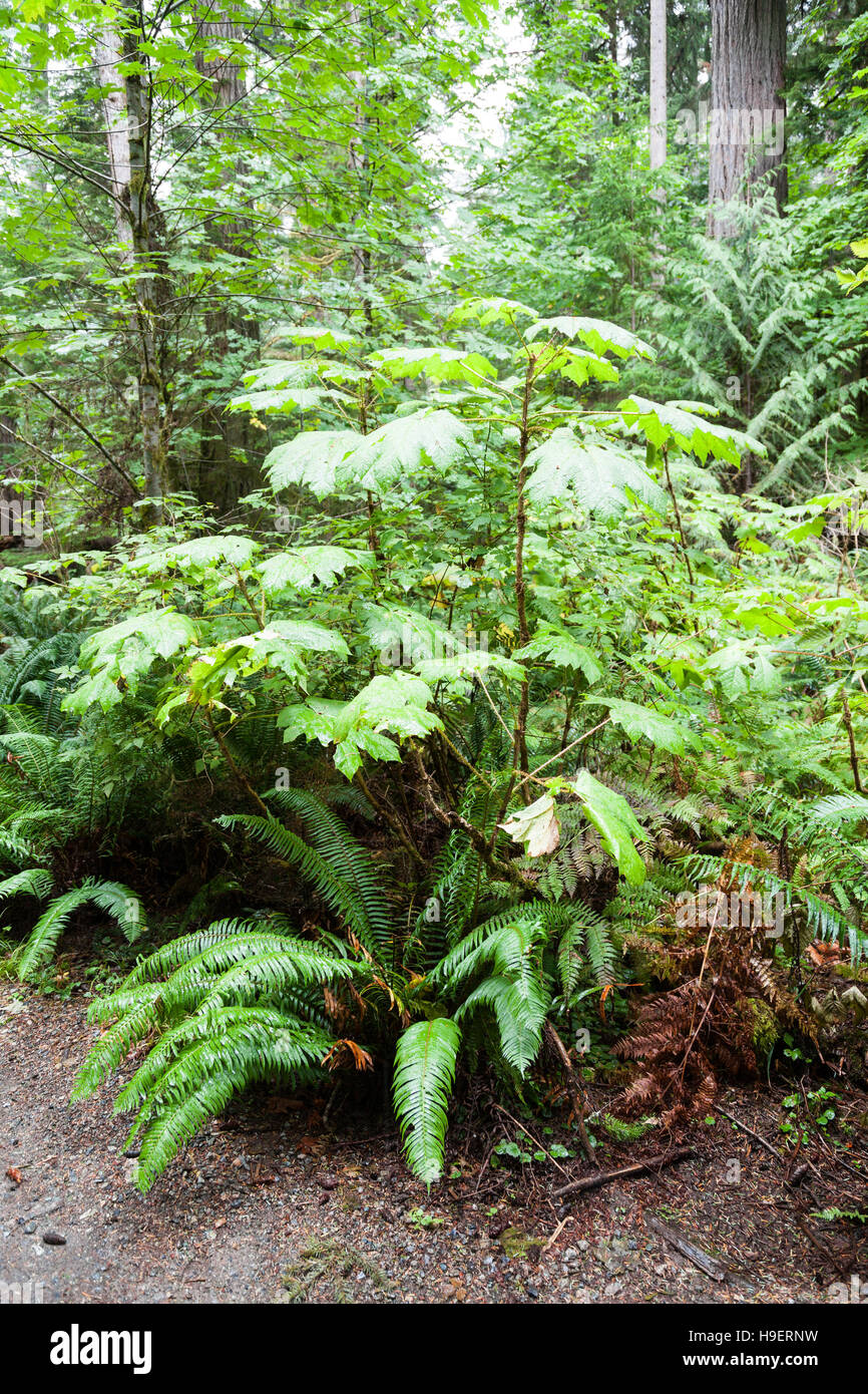 A Devil's club (Oplopanax horridum) plant growing in Cathedral Grove ...