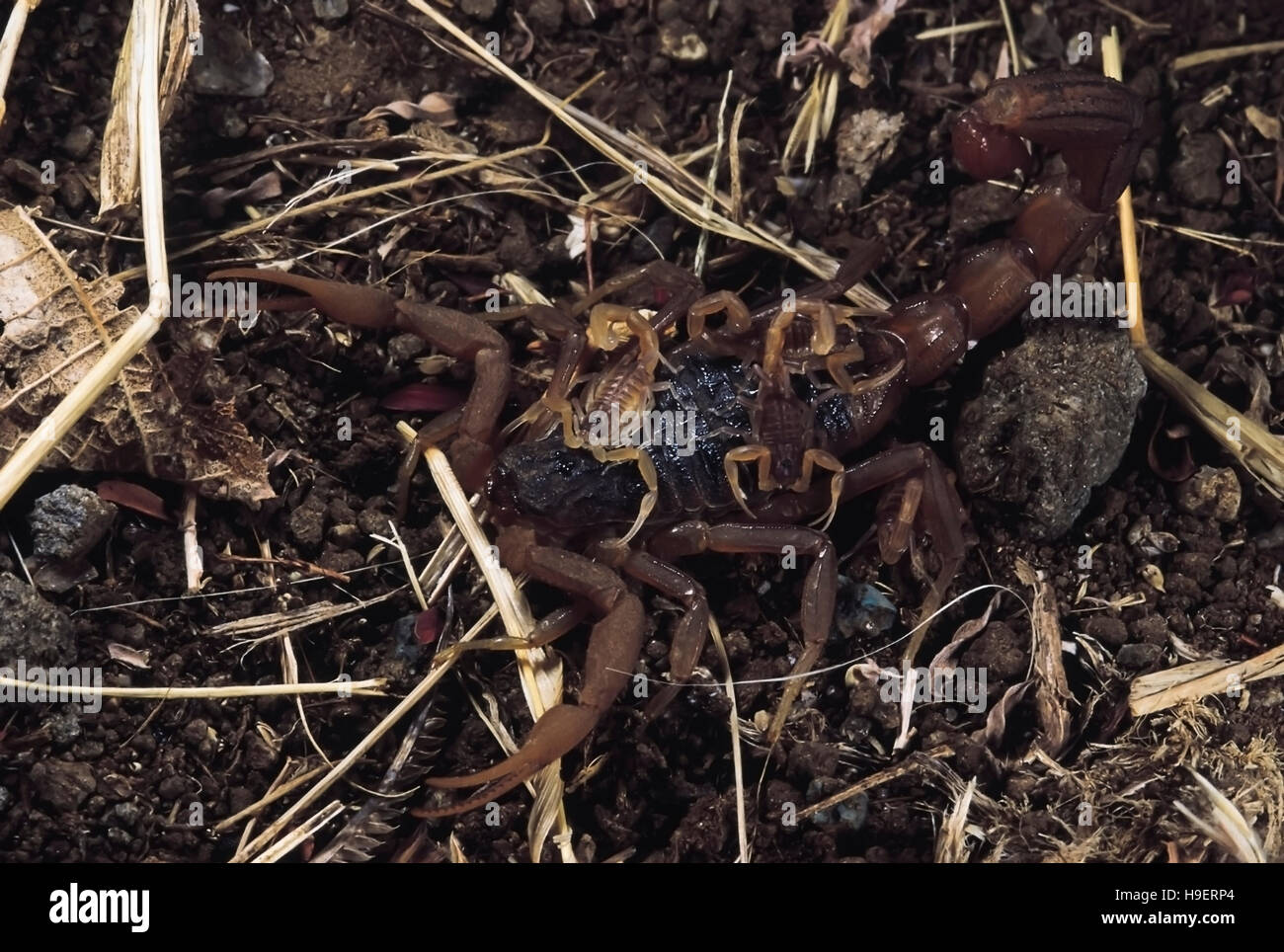 Scorpion with babies on back hi-res stock photography and images - Alamy