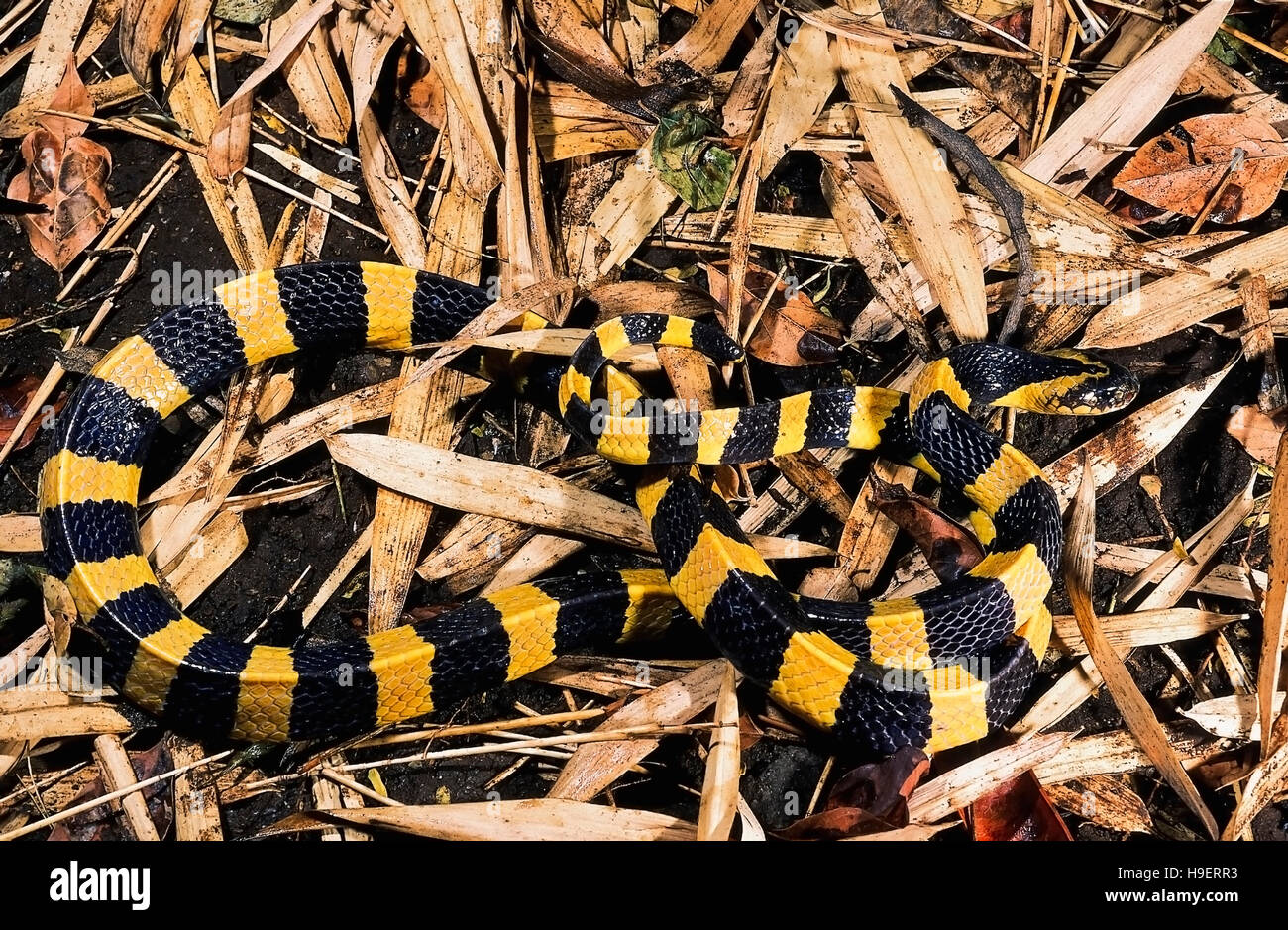 Bungarus fasciatus BANDED KRAIT. Venomous. FULL BODY. Photograph of an ...