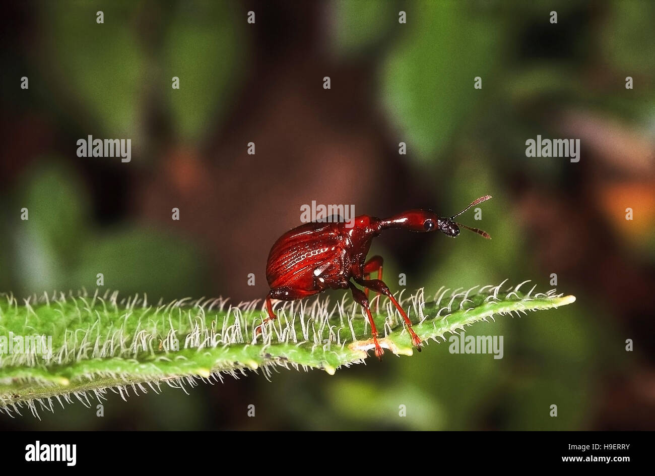 GIRAFFE-NECKED WEEVIL on leaf. Photographed near Torna fort in Pune ...