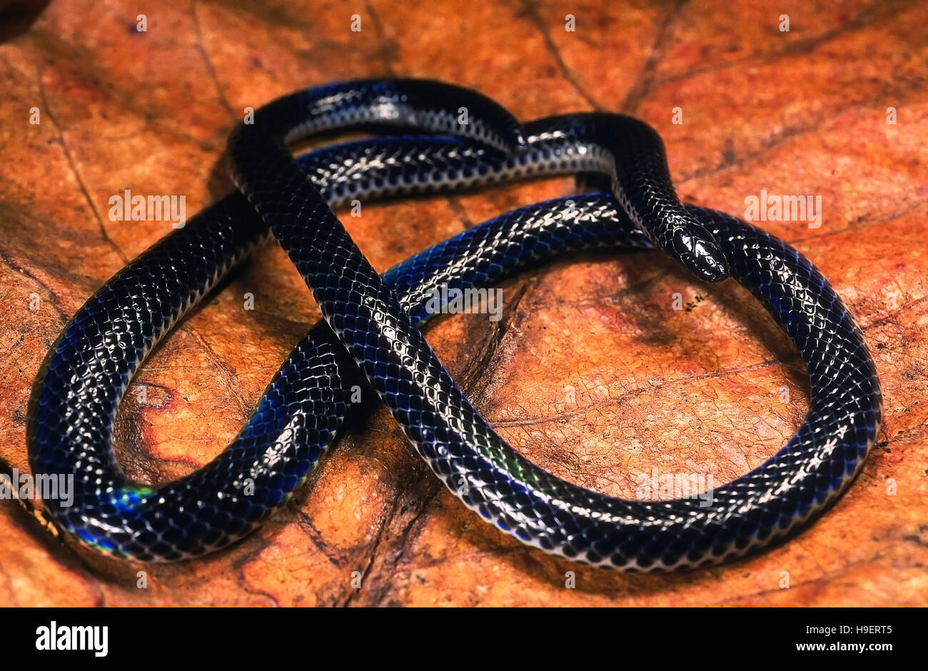 Melanophidium punctatum PIED - BELLY SHIELDTAIL. FULL BODY. VERY RARE ...