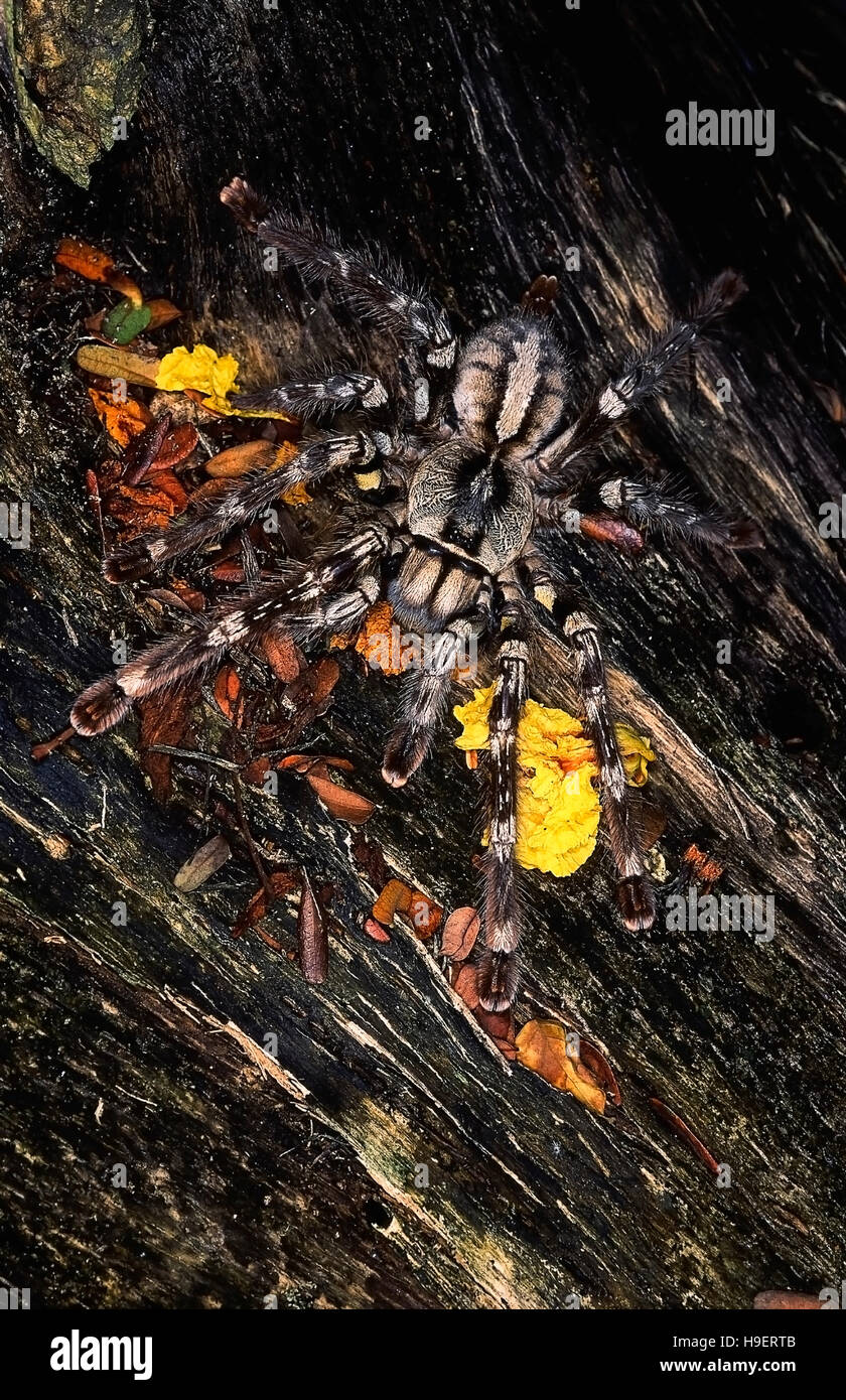 Poecilotheria regalis YELLOW-THIGHED SPIDER. VERTICAL. This ...