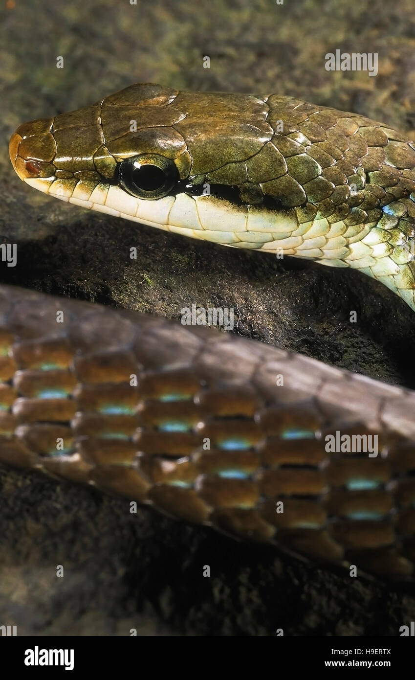 Dendrelaphis c. f. bifrenalis VERTICAL BOULENGER'S BRONZEBACK TREE ...