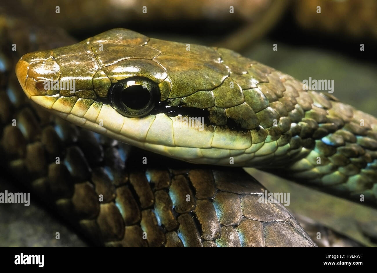 Dendrelaphis c. f. bifrenalis HORIZONTAL BOULENGER'S BRONZEBACK TREE ...