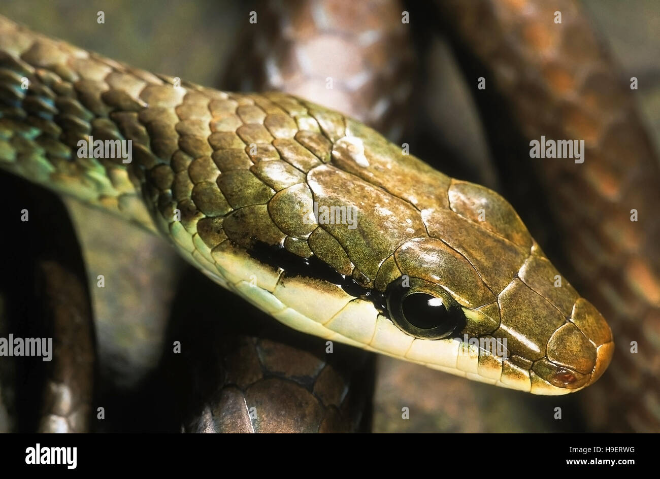 Bronzeback snake hi-res stock photography and images - Alamy
