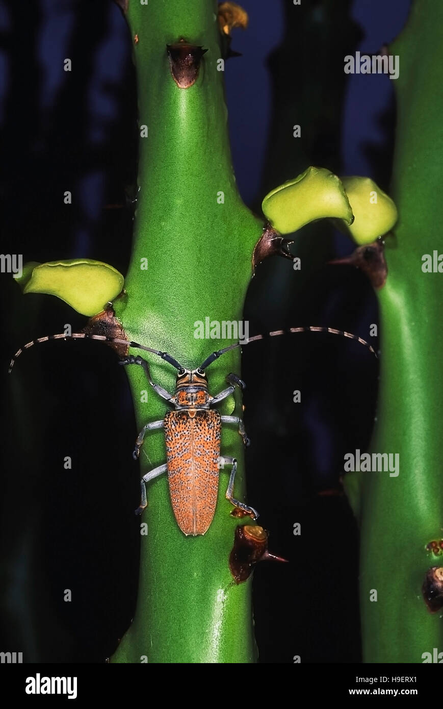 LONGHORN BEETLE ON EUPHORBIA. VERTICAL. Photographed near Basapur ...