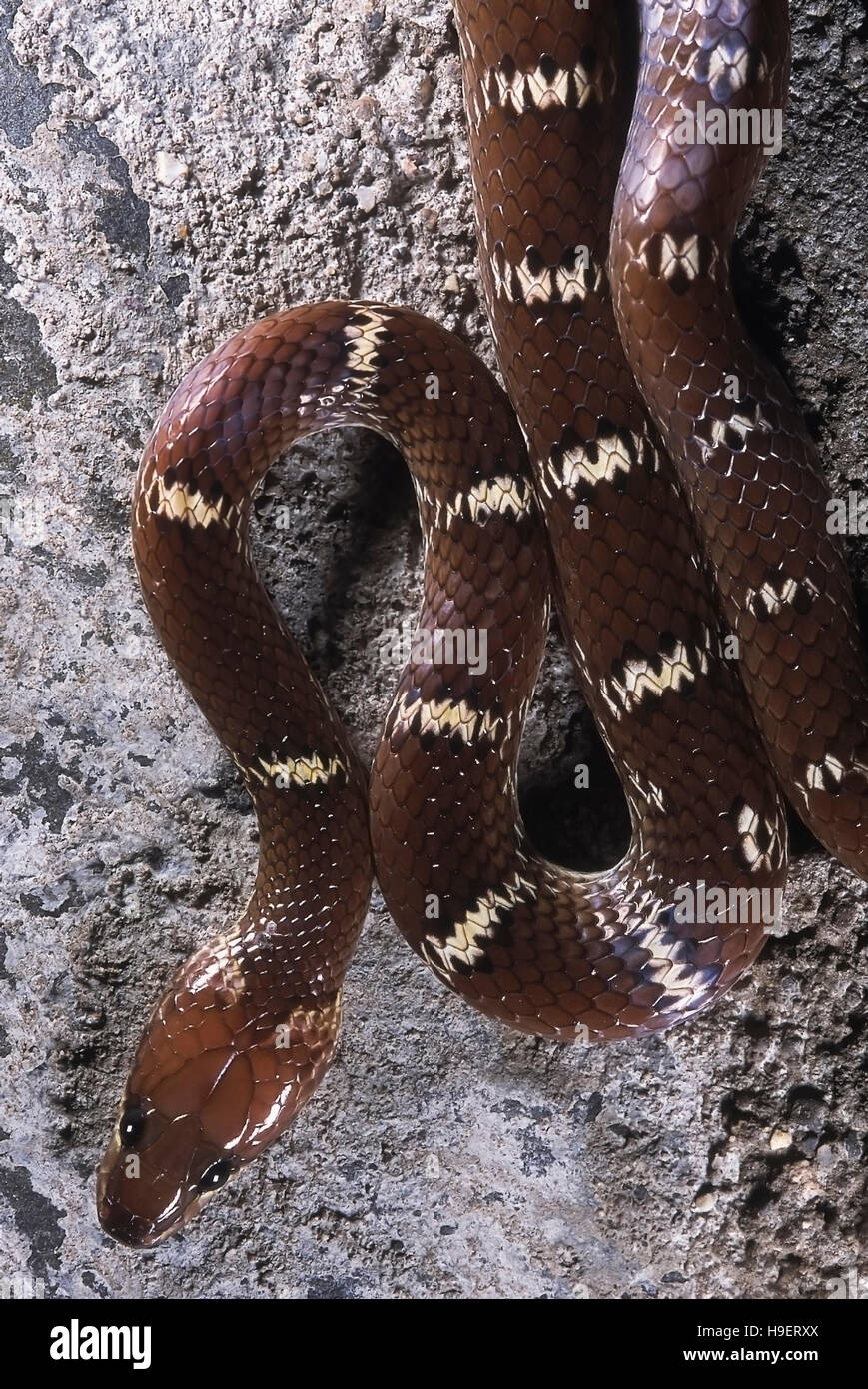 Lycodon aulicus hi-res stock photography and images - Alamy