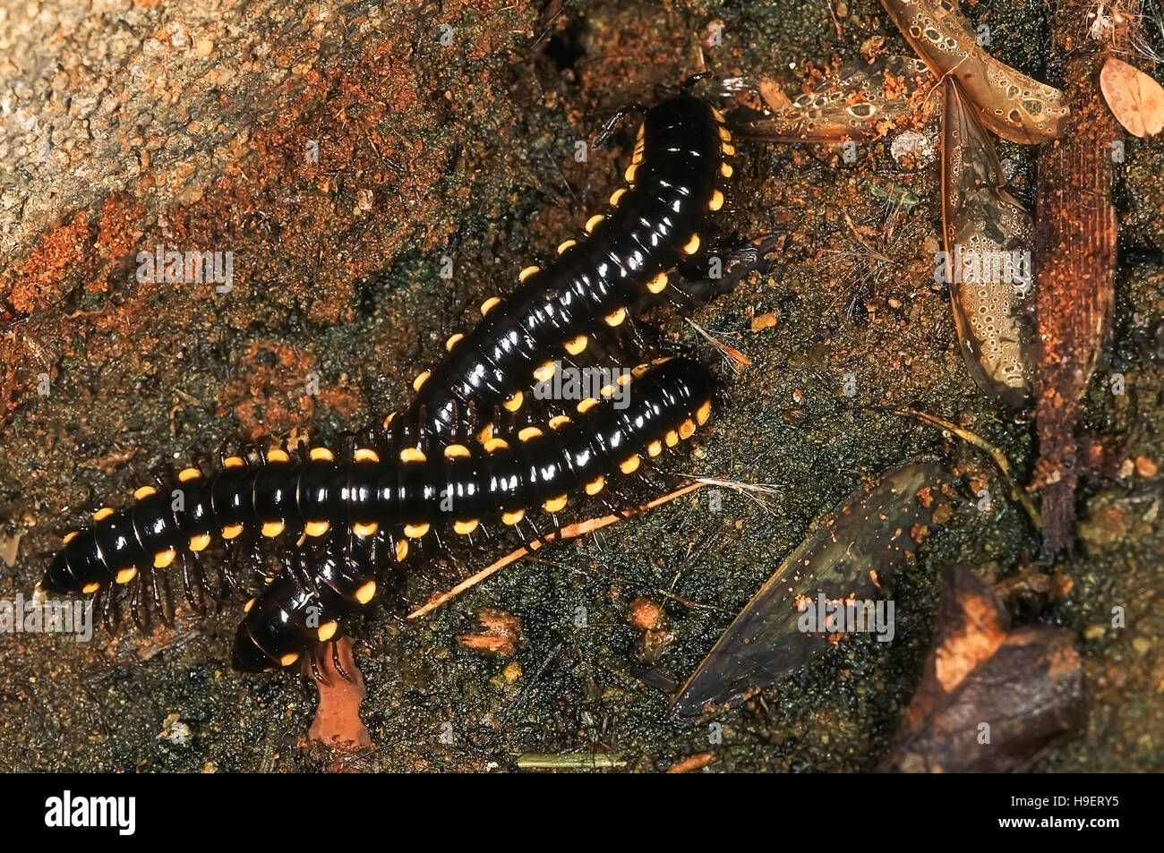 Millipedes hi-res stock photography and images - Alamy