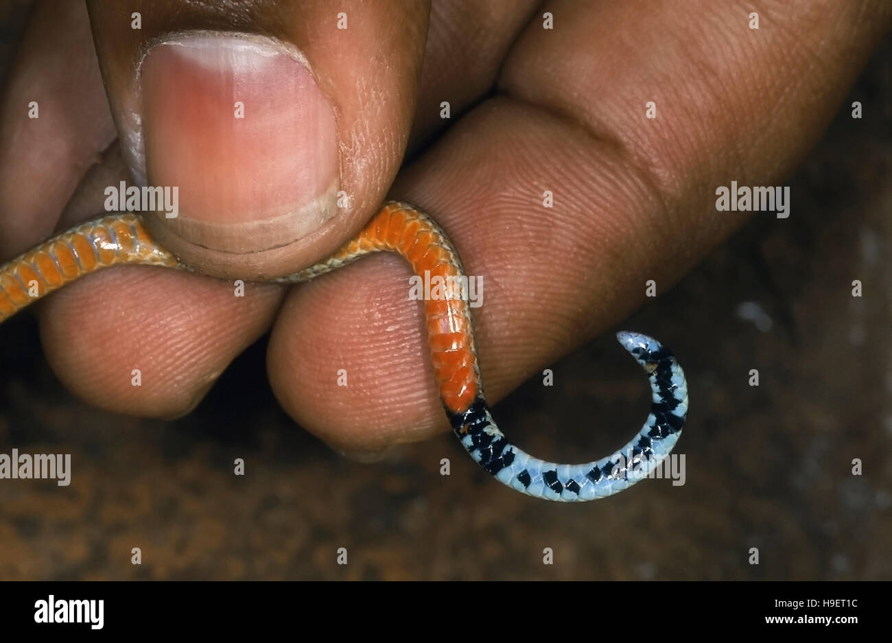 Ventral scales hi-res stock photography and images - Alamy