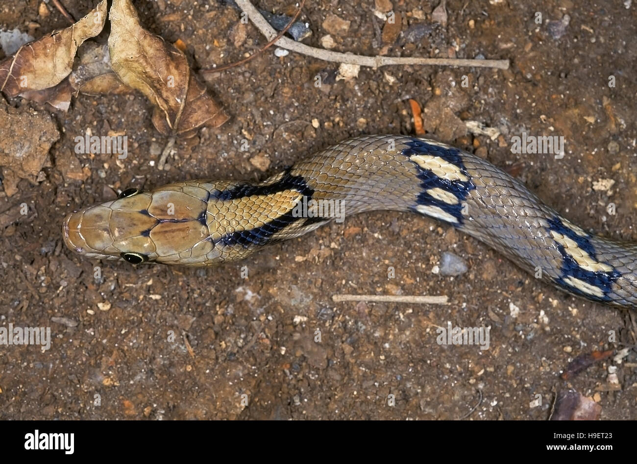 MONTANE TRINKET SNAKE Coelognathus helena monticollaris. Head. Specimen ...