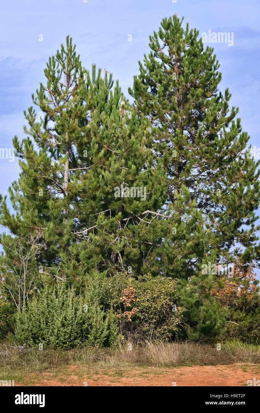 Two pine trees and fresh air on the mountain Stock Photo - Alamy