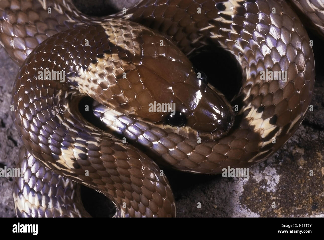 Lycodon aulicus hi-res stock photography and images - Alamy