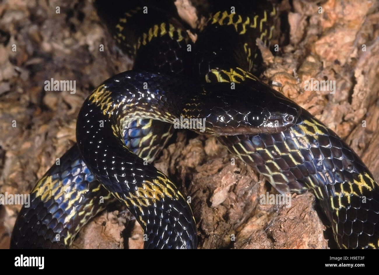TRAVANCORE WOLF SNAKE Lycodon travancoricus. Close up head. Specimen ...