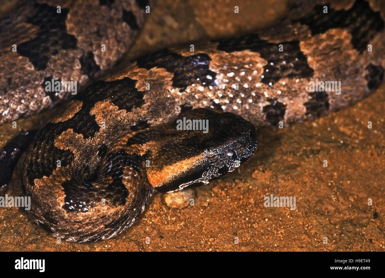 BLOTCHED MOUNTAIN PIT VIPER Ovophis montcola , Arunachal Pradesh, India ...