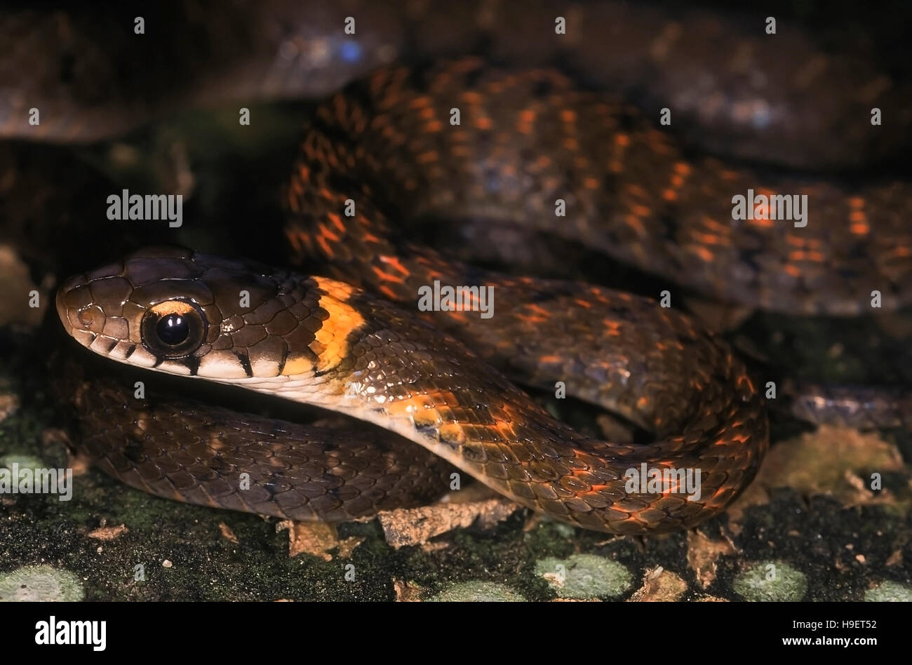 HIMALAYAN KEELBACK Rhabdophis himalayanus. Close up of head and neck ...