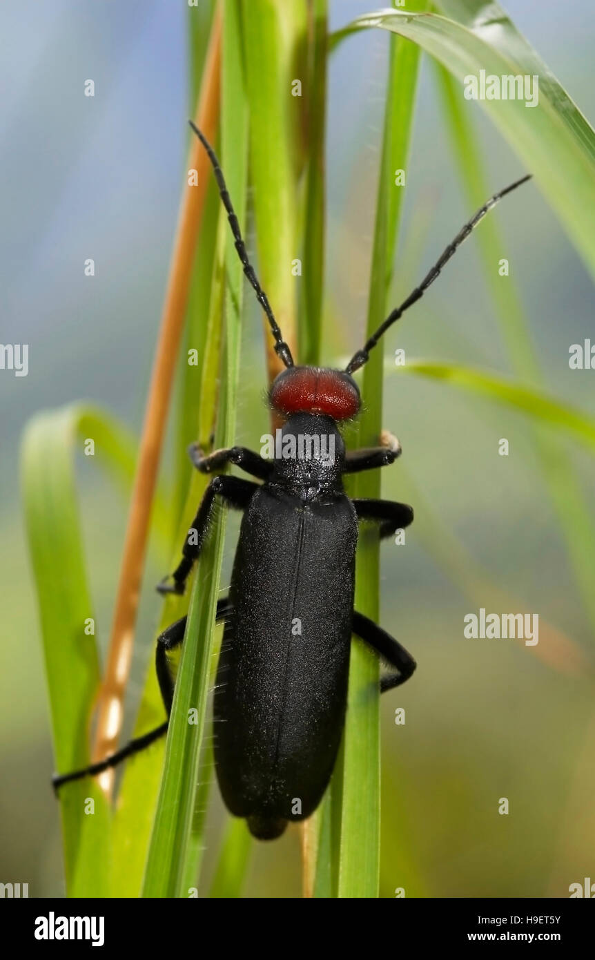 Longhorned beetle, Uttaranchal, India Stock Photo - Alamy