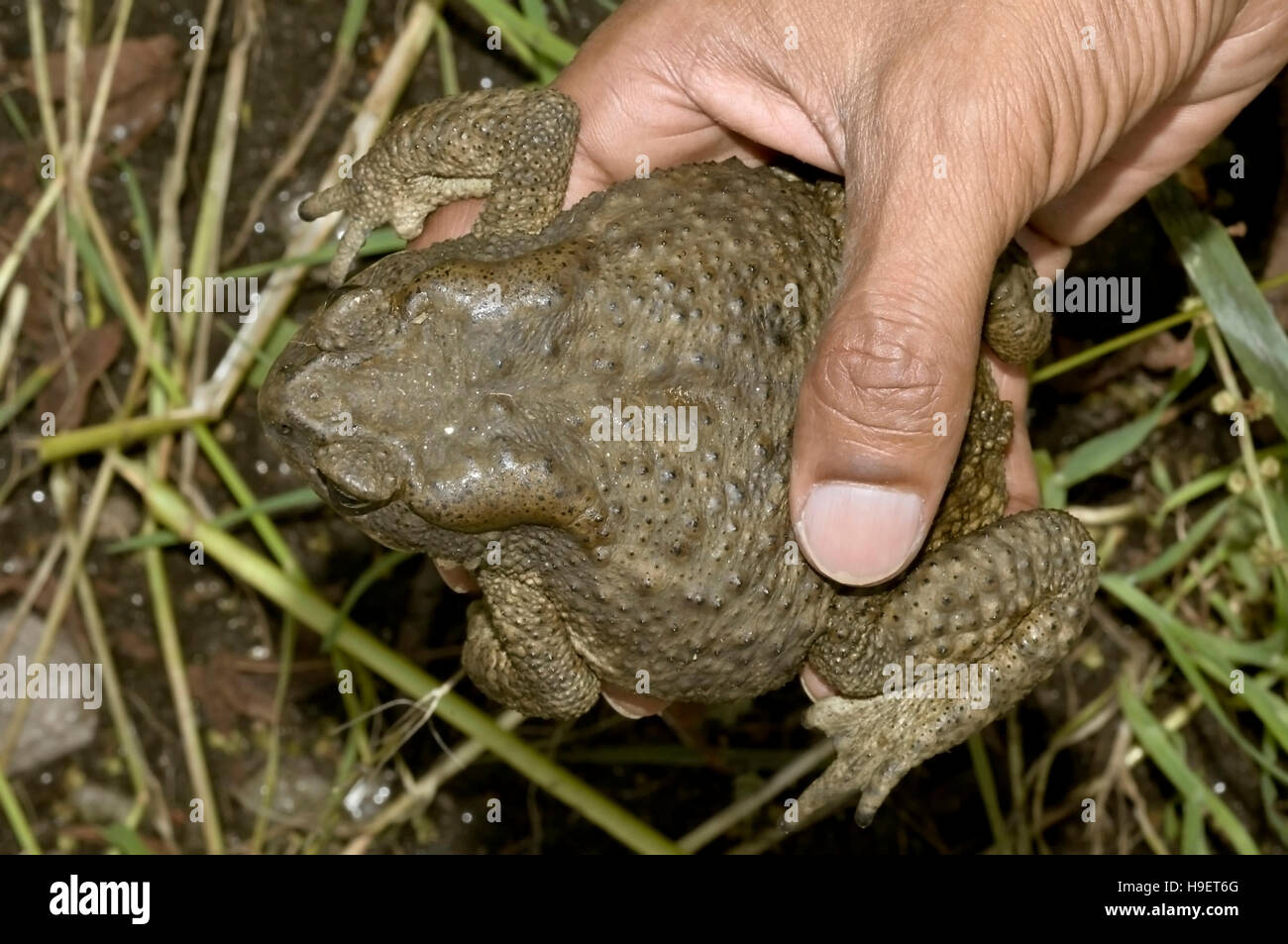 Toad - dorsal view, Uttaranchal, India Stock Photo - Alamy