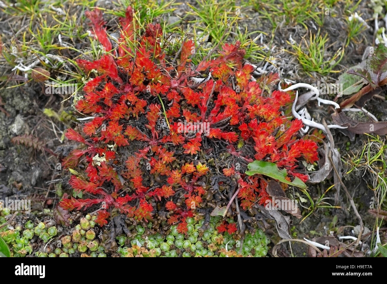 Plant of altitude hi-res stock photography and images - Alamy
