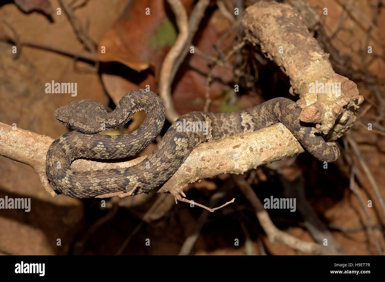 Malabar Pit Viper Trimeresurus malabaricus JUVENILE Dorsal view Stock ...