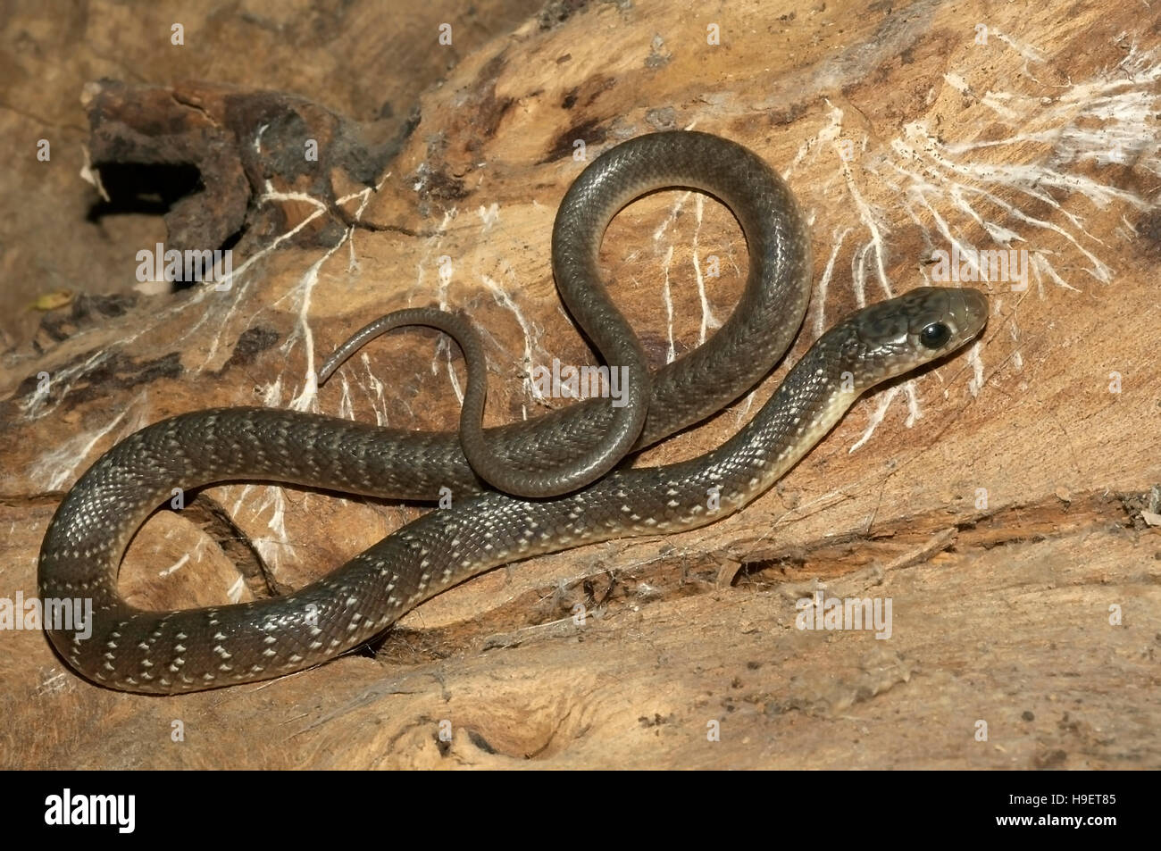 Banded racer argyrogena fasciolata juvenile non venomous hi-res stock ...