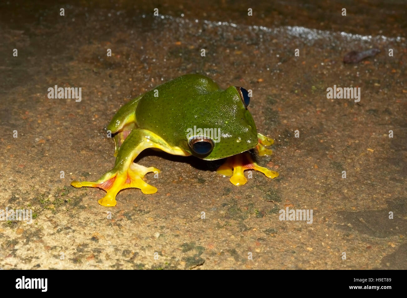 Malabar Gliding Frog. Rhacophorus malabaricus. Locality: Kodagu (Coorg ...