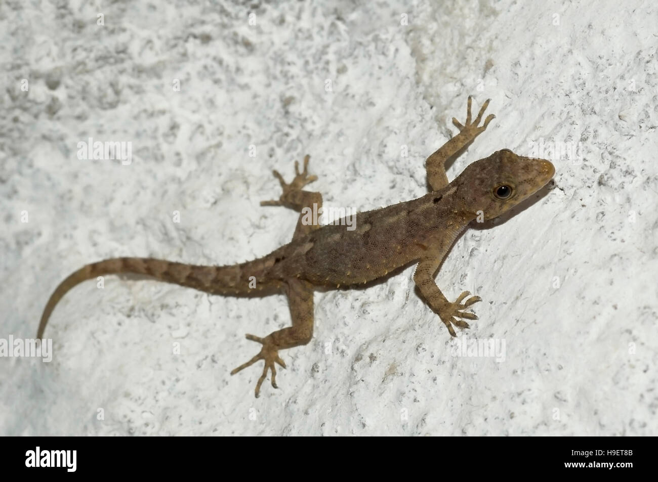 Dwarf gecko. Cnemaspis species. Locality: Kodagu (Coorg) Karnataka ...