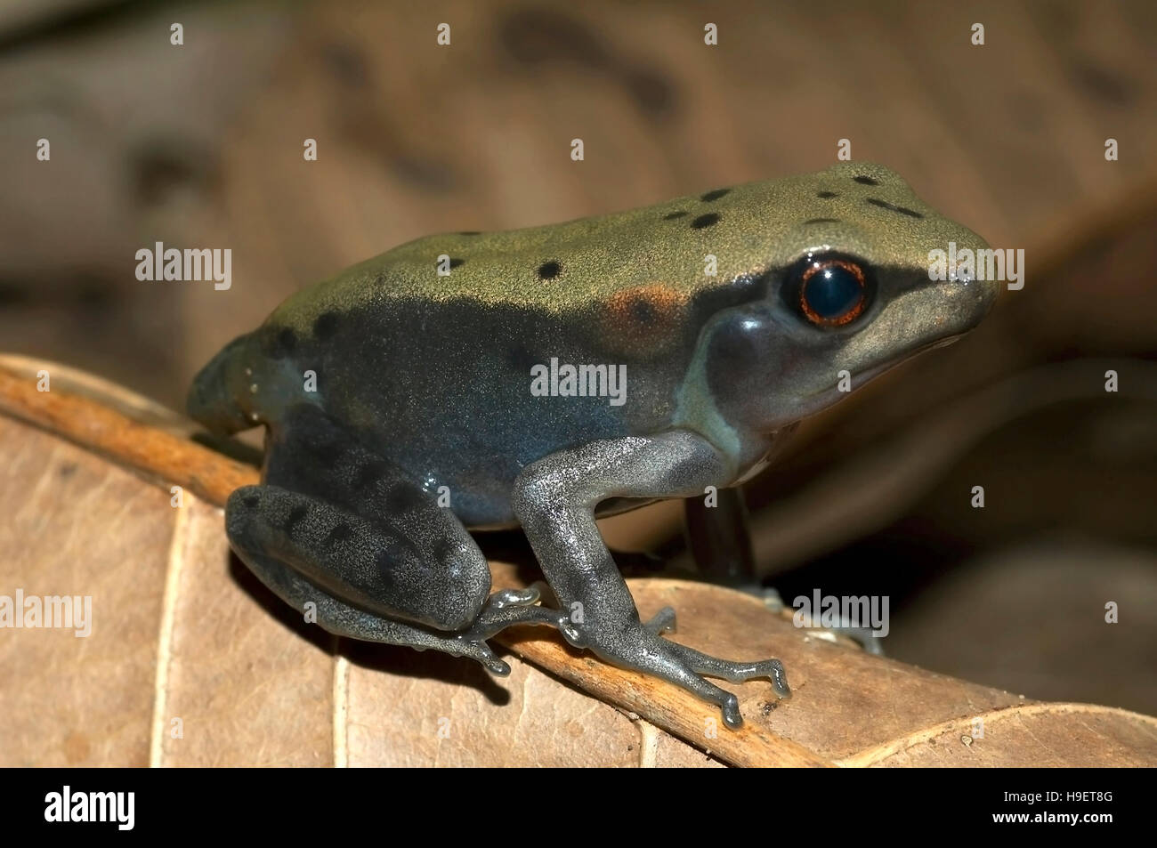 Froglet with tail hi-res stock photography and images - Alamy