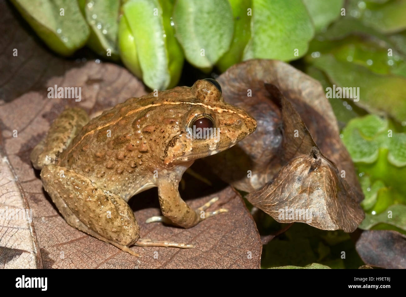 Frog on dry leaf LATERAL VIEW. Locality: Kodagu (Coorg) Karnataka ...