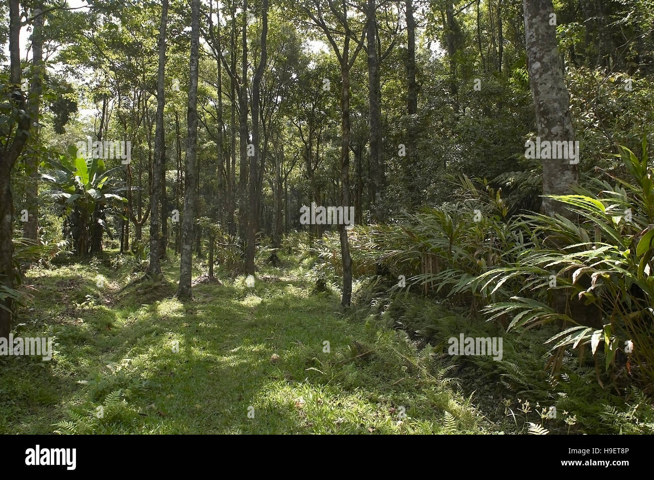 Cardamom plantation. Locality: Kodagu (Coorg) Karnataka, INDIA Stock ...