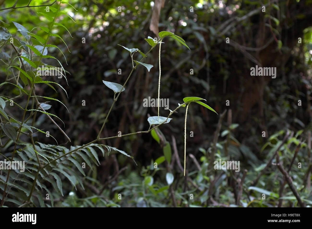 Pepper inflorescence on pepper plants. Locality: Kodagu (Coorg ...