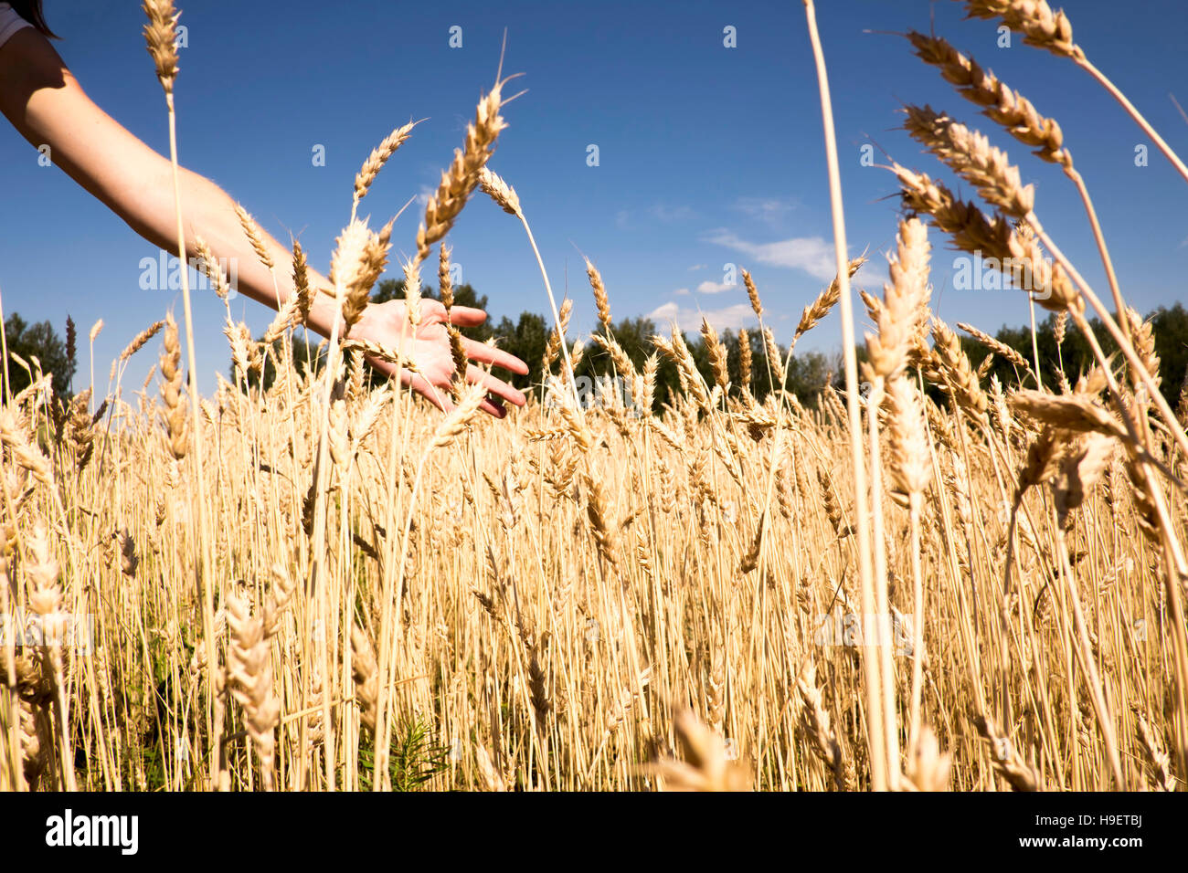 Arm of Caucasian woman behind tall wheat grass Stock Photo - Alamy