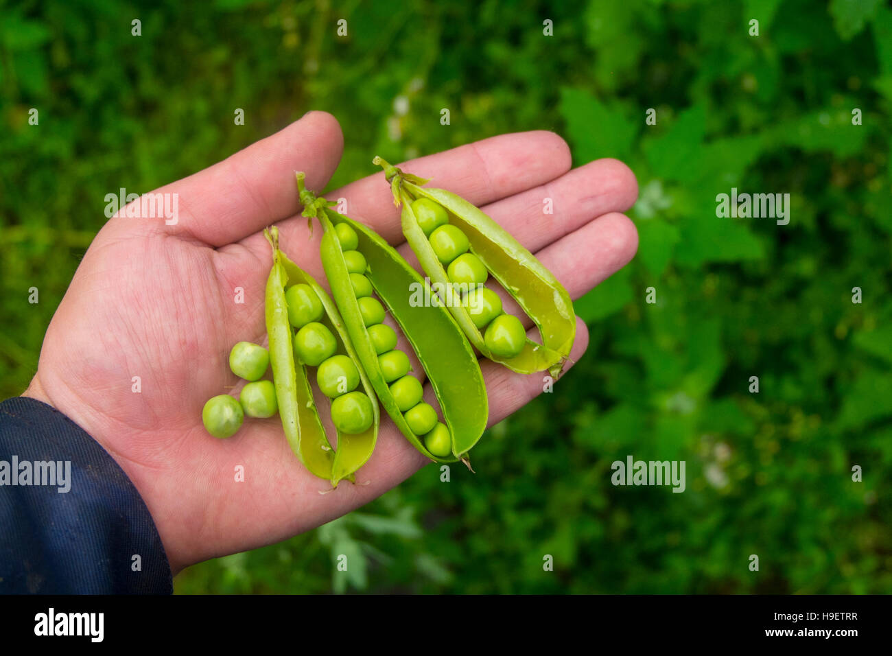 Hand holding ripe peas Stock Photo - Alamy