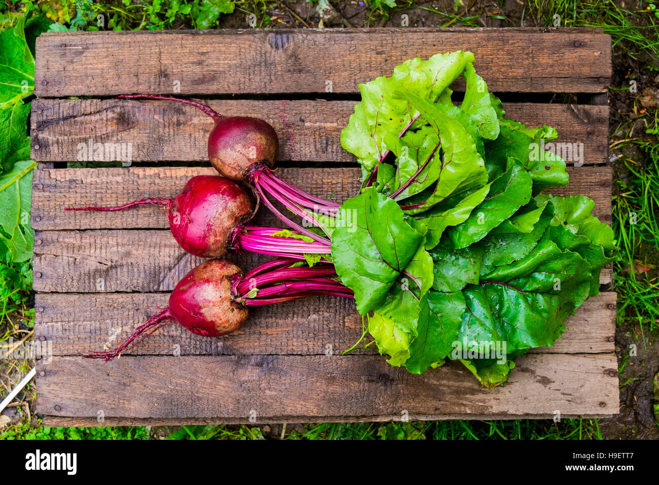 Beet it sport hi-res stock photography and images - Alamy