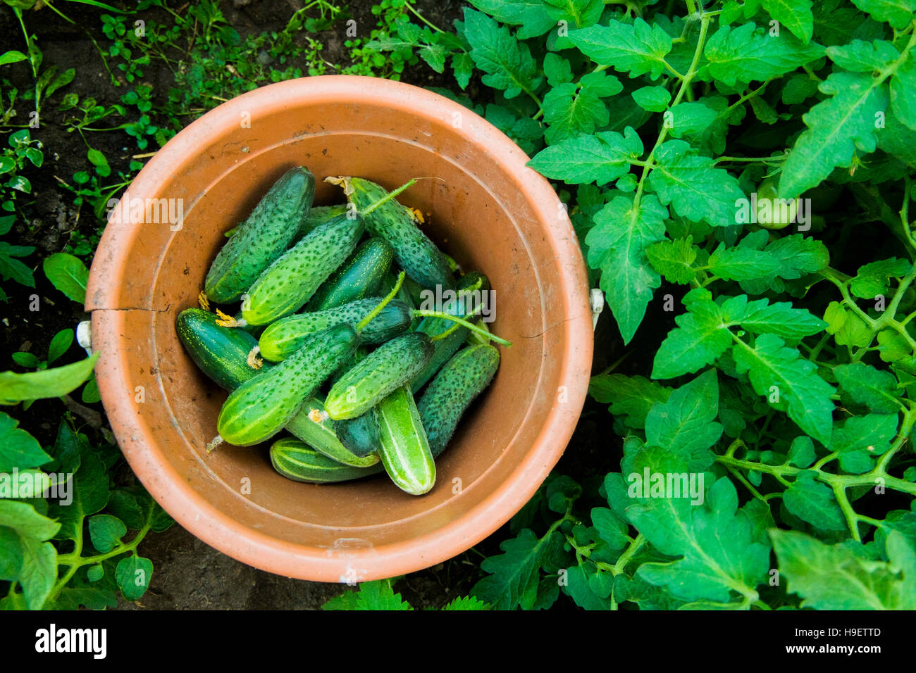 Bucket of cucumbers hi-res stock photography and images - Alamy