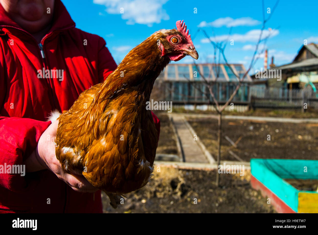Person holding chicken on farm Stock Photo - Alamy