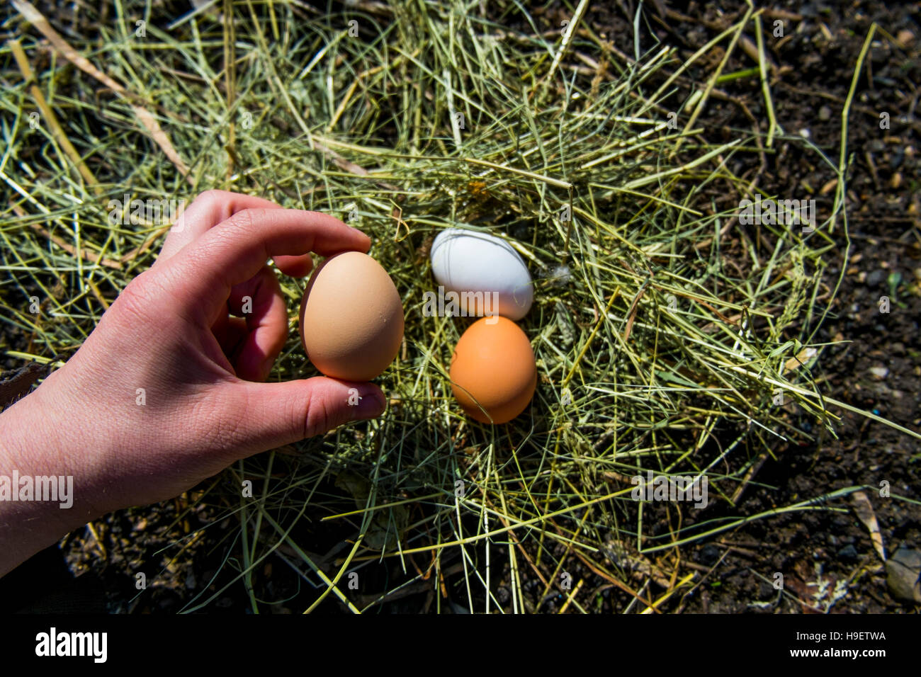 Nest chicken eggs hand hi-res stock photography and images - Alamy