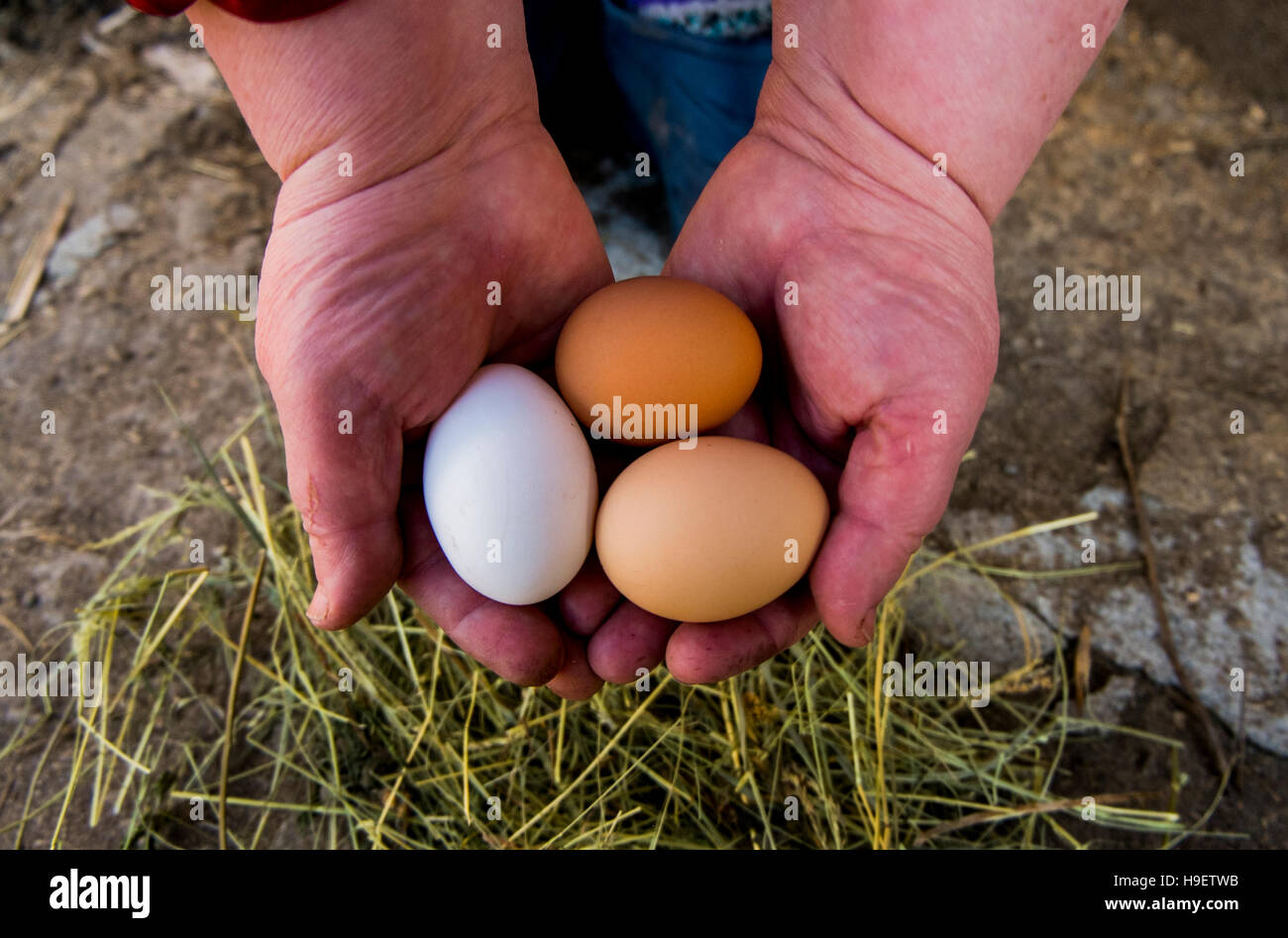 Hands holding fresh eggs Stock Photo - Alamy
