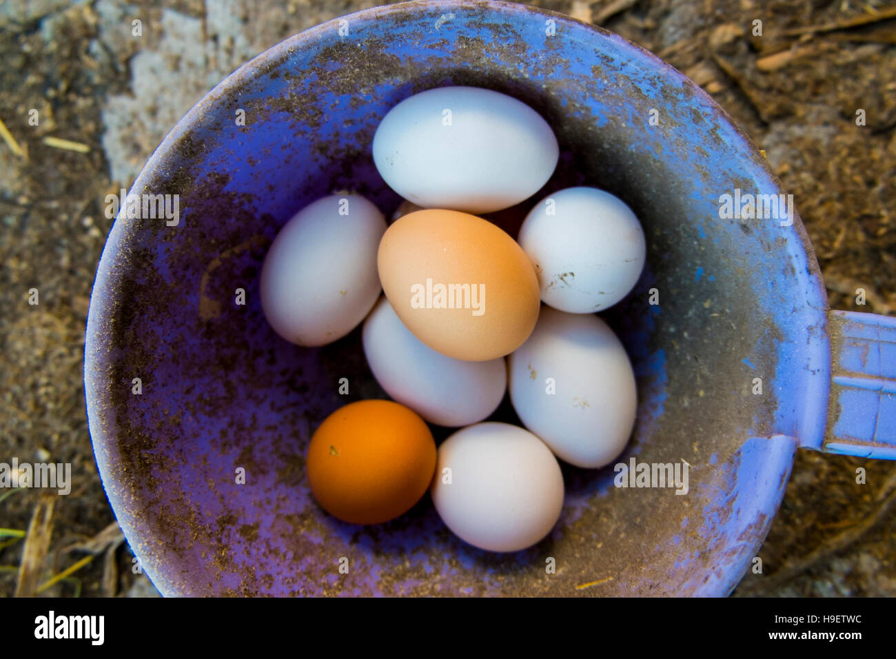 Bucket of fresh eggs Stock Photo - Alamy