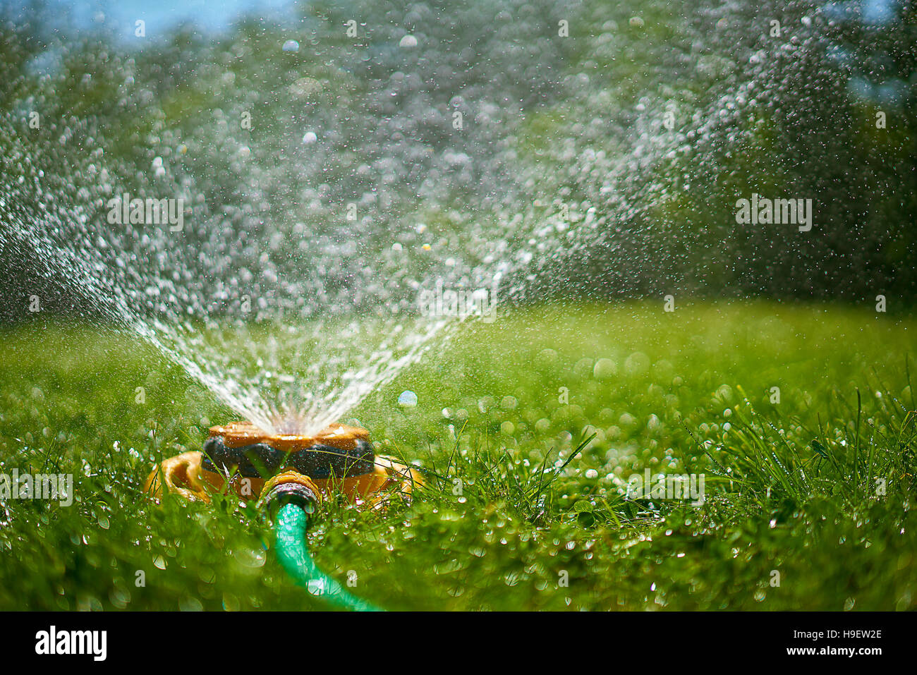 Surface level view of backyard sprinkler spraying Stock Photo - Alamy