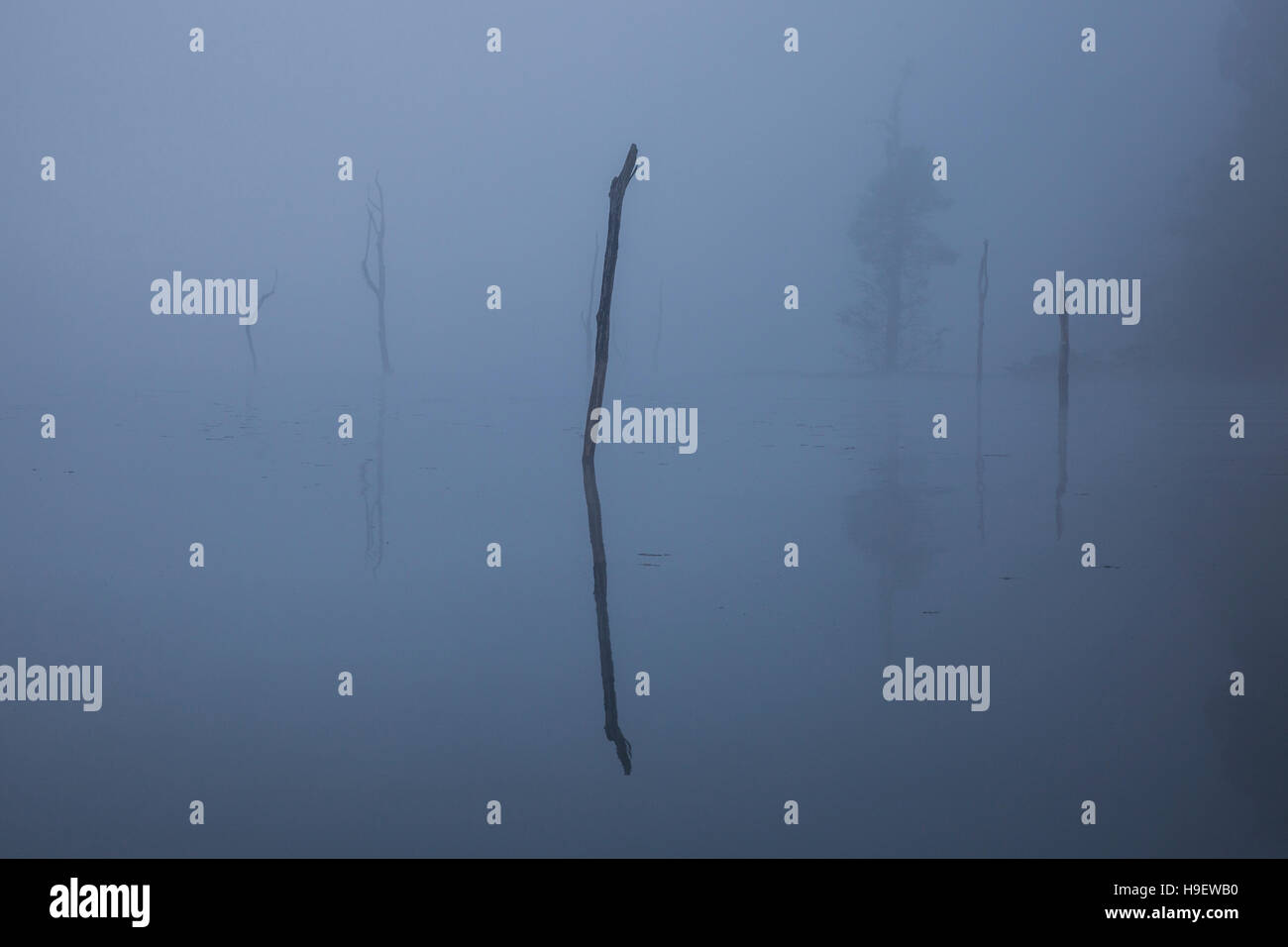 Dead Trees. Reflection. Fog Stock Photo - Alamy