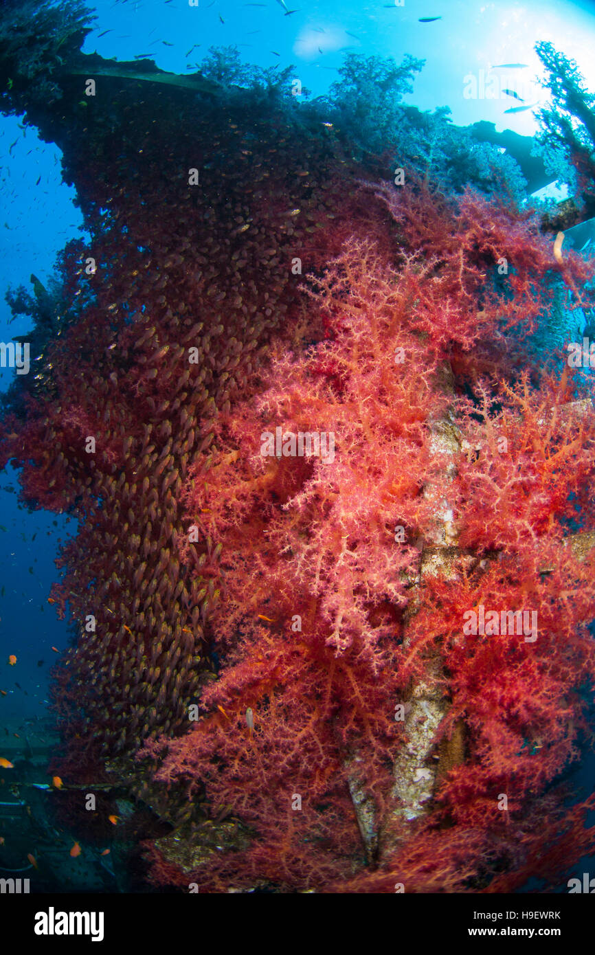 The mast of a wreck (Satil, Eilat, Israel) Covered With Red Soft Coral ...