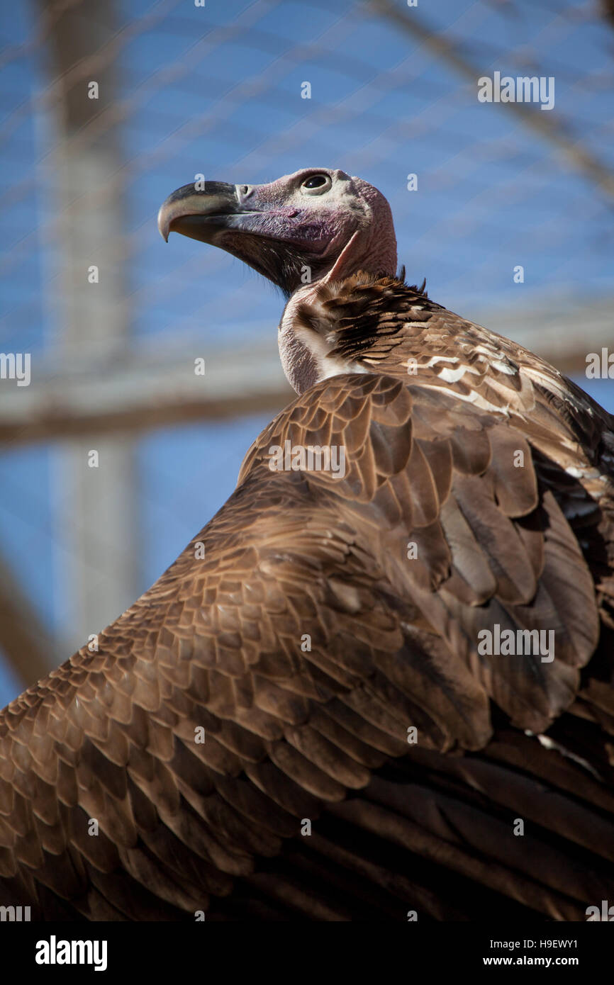 Lappet-faced/Nubian Vulture (Torgos tracheliotos) in a Cage Stock Photo ...