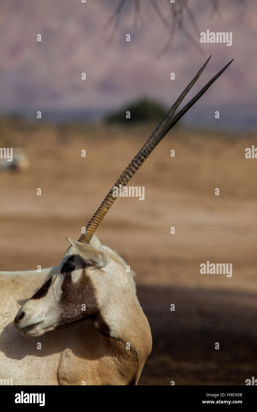 Straight Horns High Resolution Stock Photography and Images - Alamy