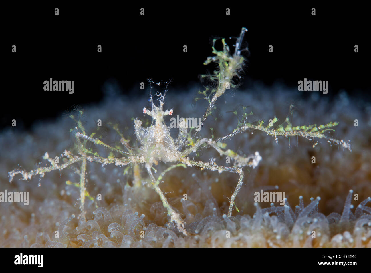 Spiny Spider Crab (Achaeus Spinosus) Wearing Soft Coral Polyps Stock ...