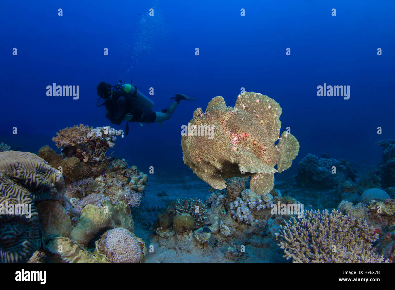 Frogfish or Painted Anglerfish Swimming with a diver (Antennarius ...