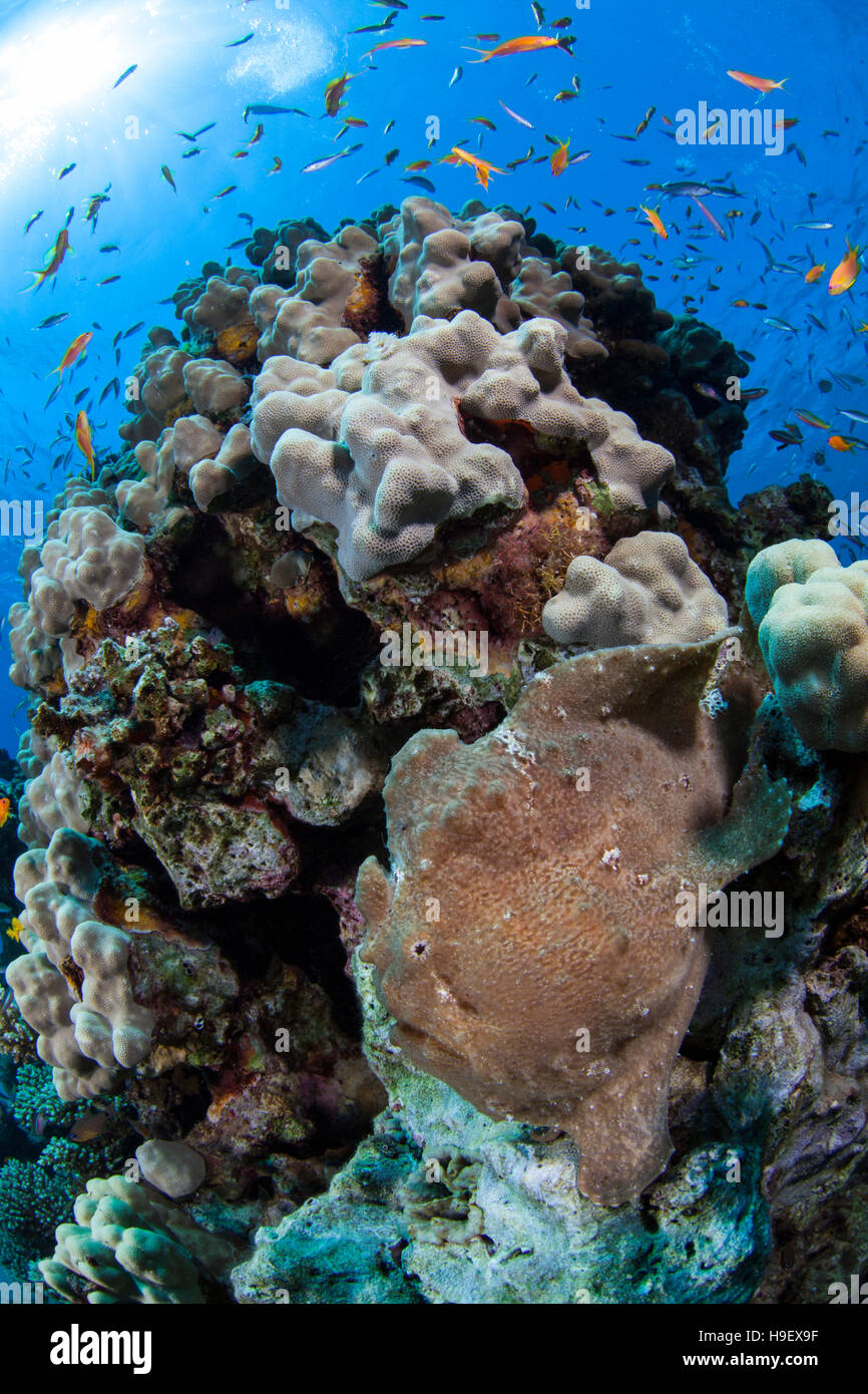 Frogfish or Painted Anglerfish (Antennarius Pictus Stock Photo - Alamy