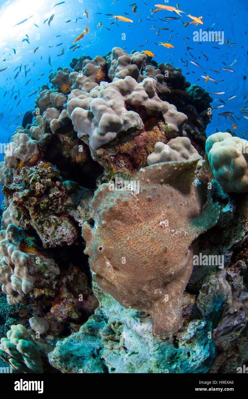 Frogfish or Painted Anglerfish (Antennarius Pictus Stock Photo - Alamy