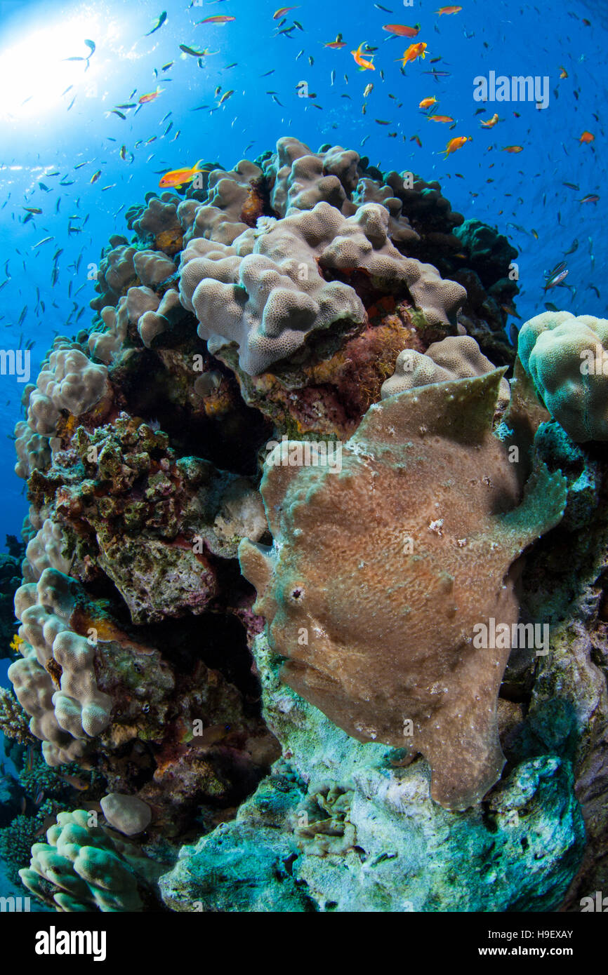 Frogfish or Painted Anglerfish (Antennarius Pictus Stock Photo - Alamy
